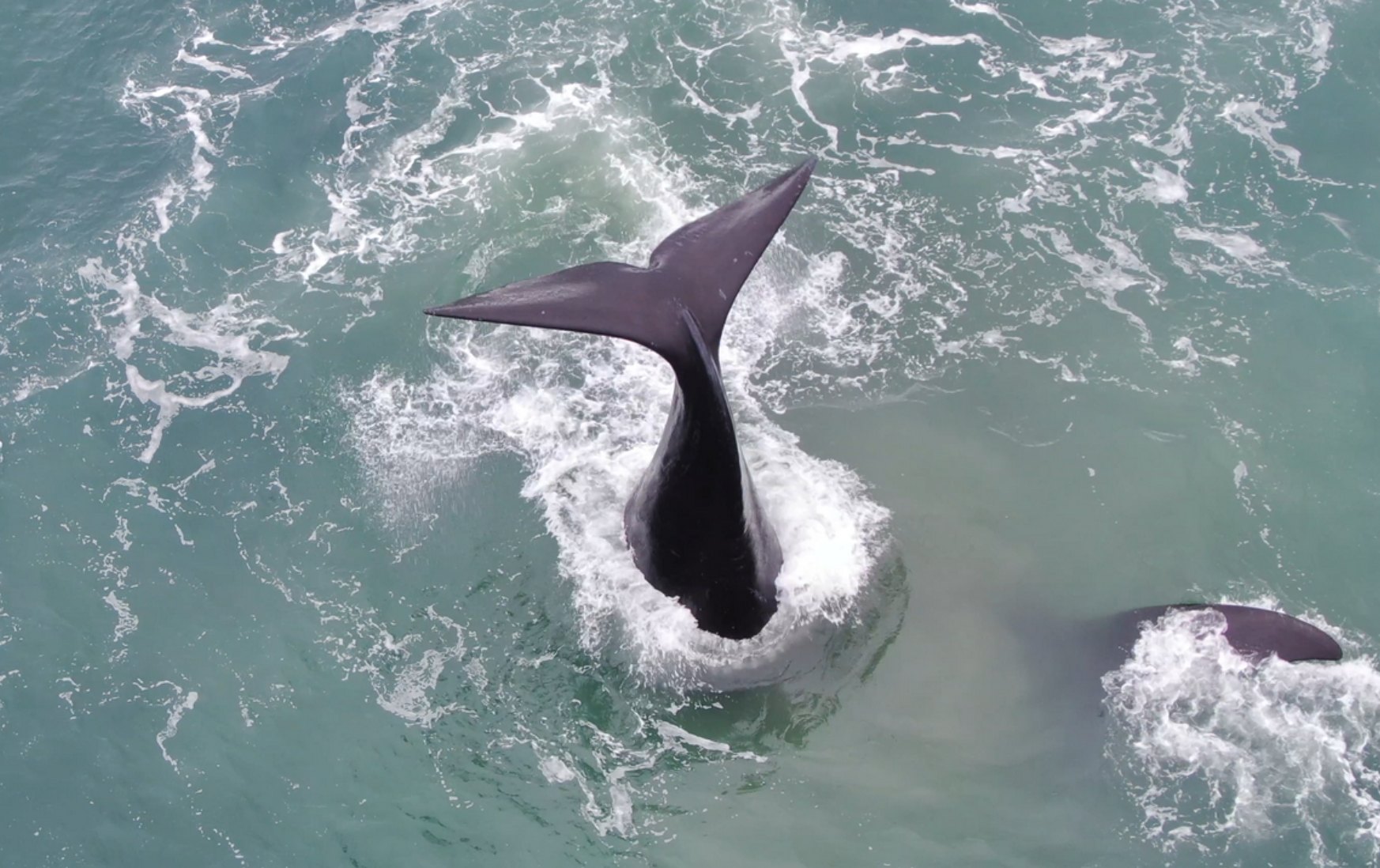Punta del Este y sus ballenas - Clap!
